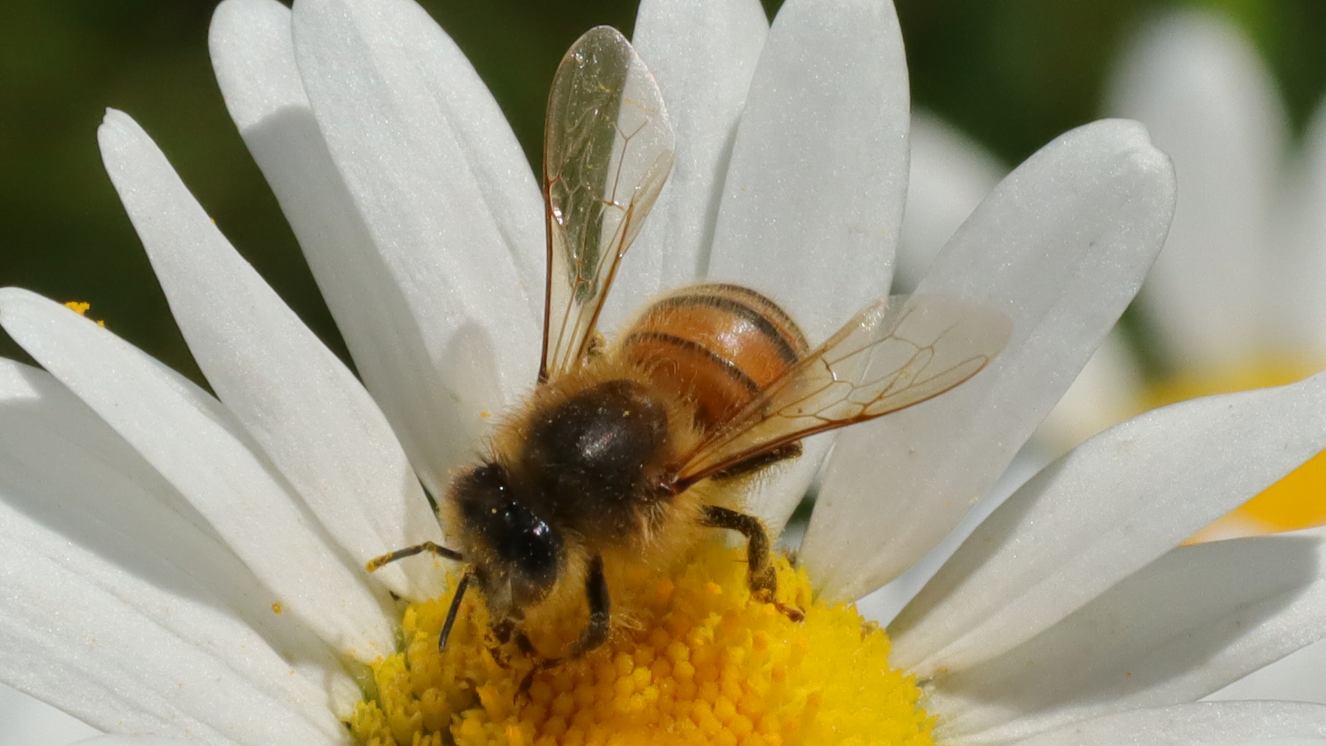 Ape europea: importanza, habitat e riproduzione - Sardiniabella