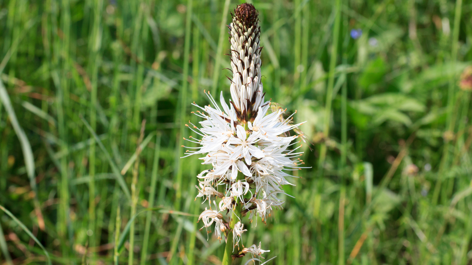 Asfodelo: caratteristiche e usi - Sardiniabella