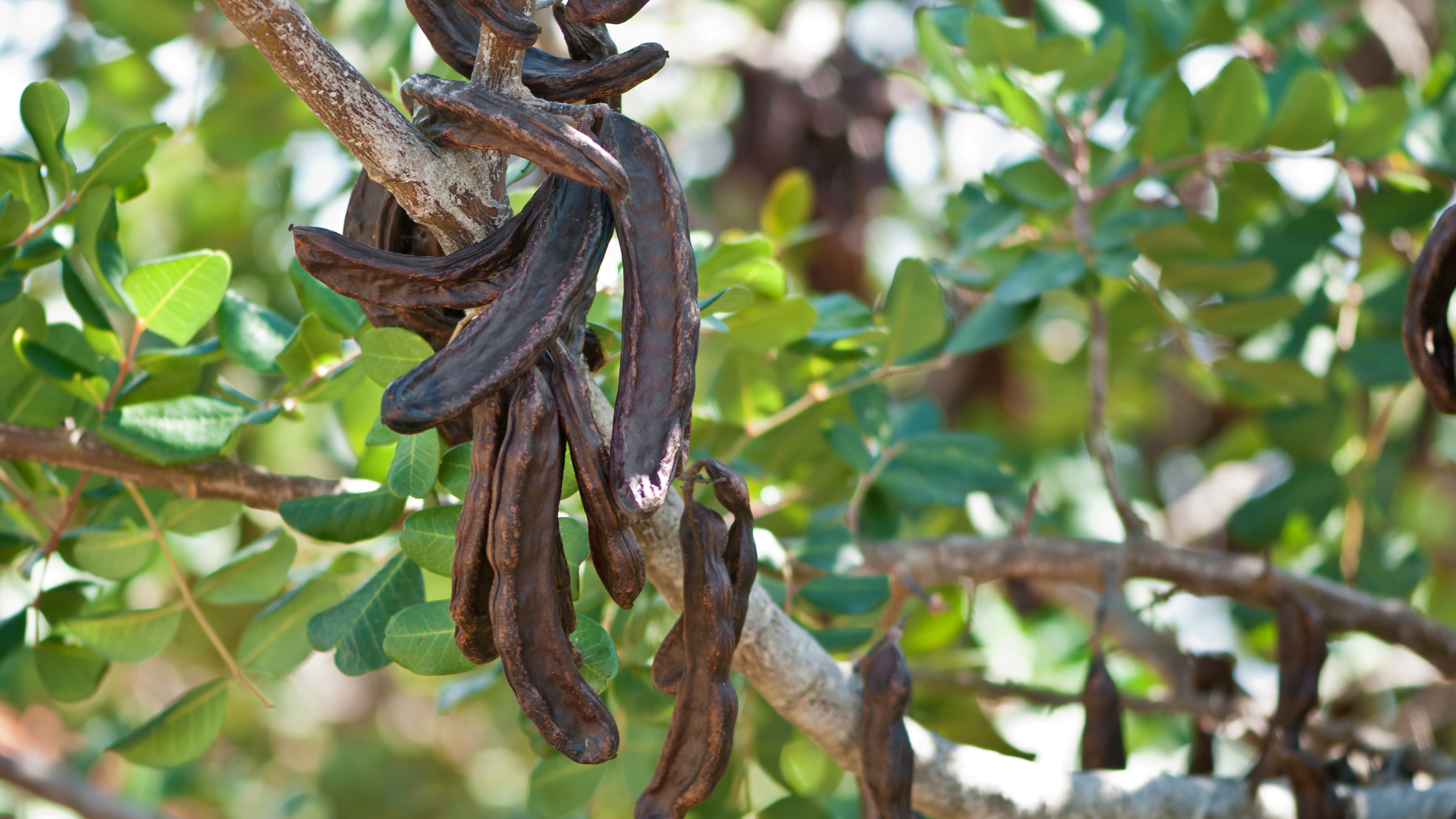 Carrubo: caratteristiche, usi e curiosità - Sardiniabella