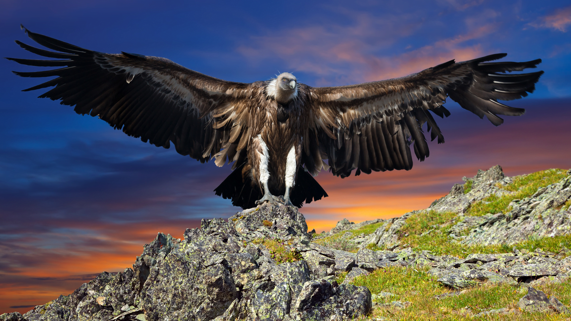 Grifone: caratteristiche, conservazione e turismo - Sardiniabella