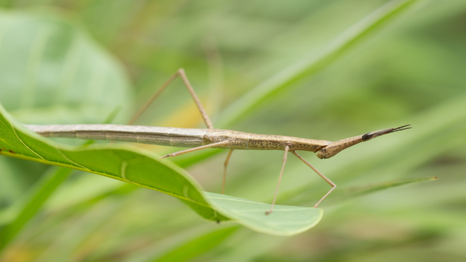 Fauna della Sardegna - Sardiniabella