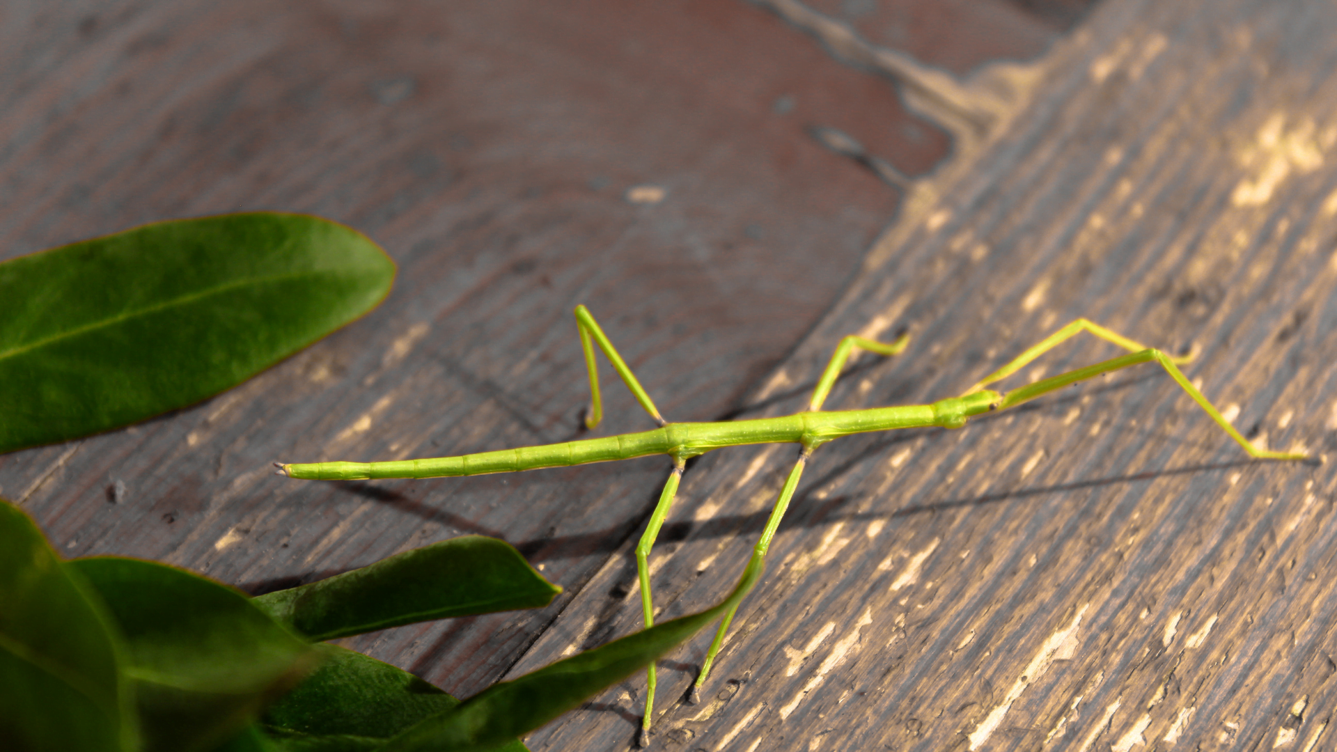 Insetto stecco: caratteritiche, habitat e riproduzione - Sardiniabella