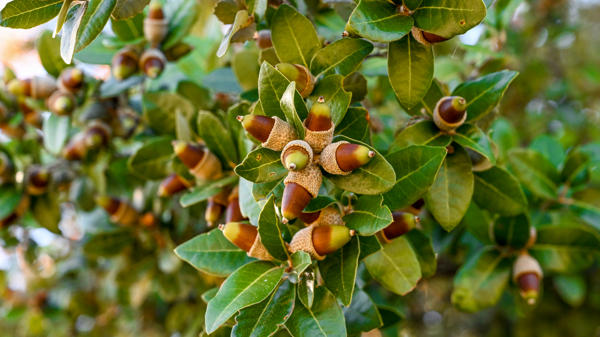 Leccio (Elce): habitat, usi e curiosità - Sardiniabella