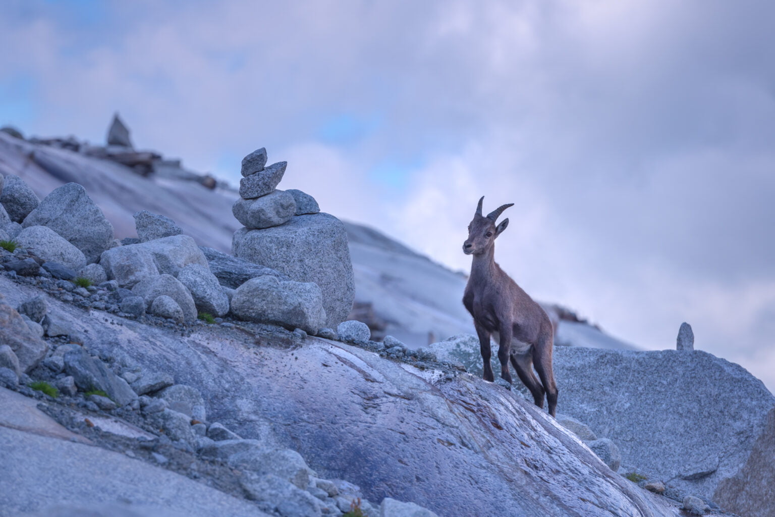 Muflone: origini, caratteristiche e comportamento - Sardiniabella
