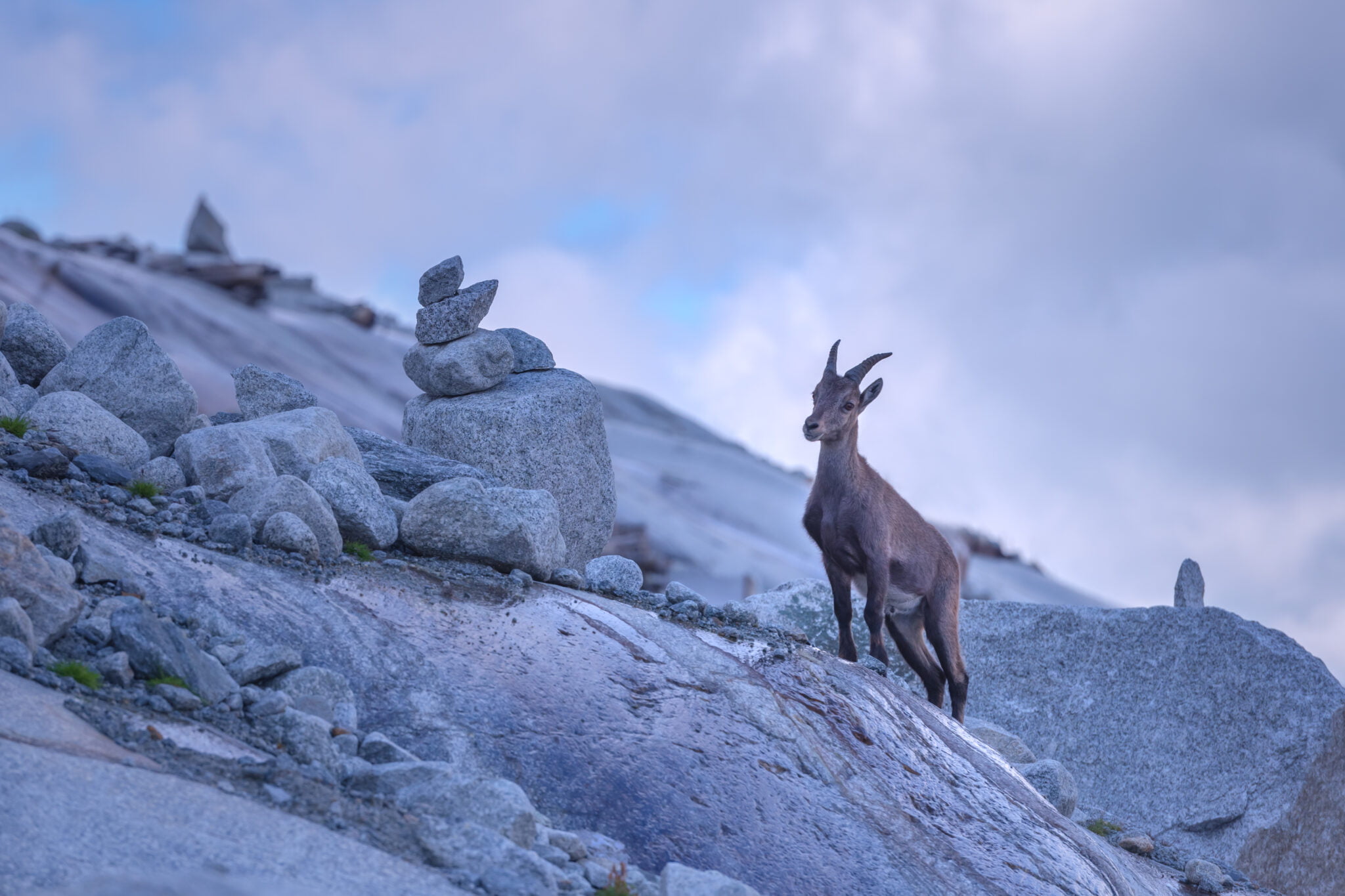 Muflone: origini, caratteristiche e comportamento - Sardiniabella