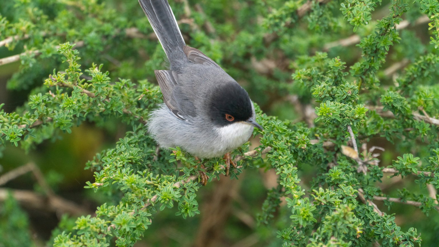 Fauna della Sardegna - Sardiniabella