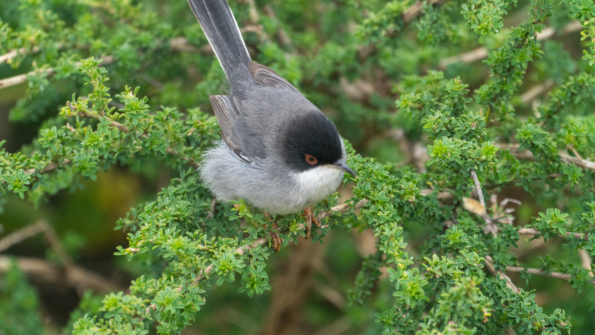 Fauna della Sardegna - Sardiniabella