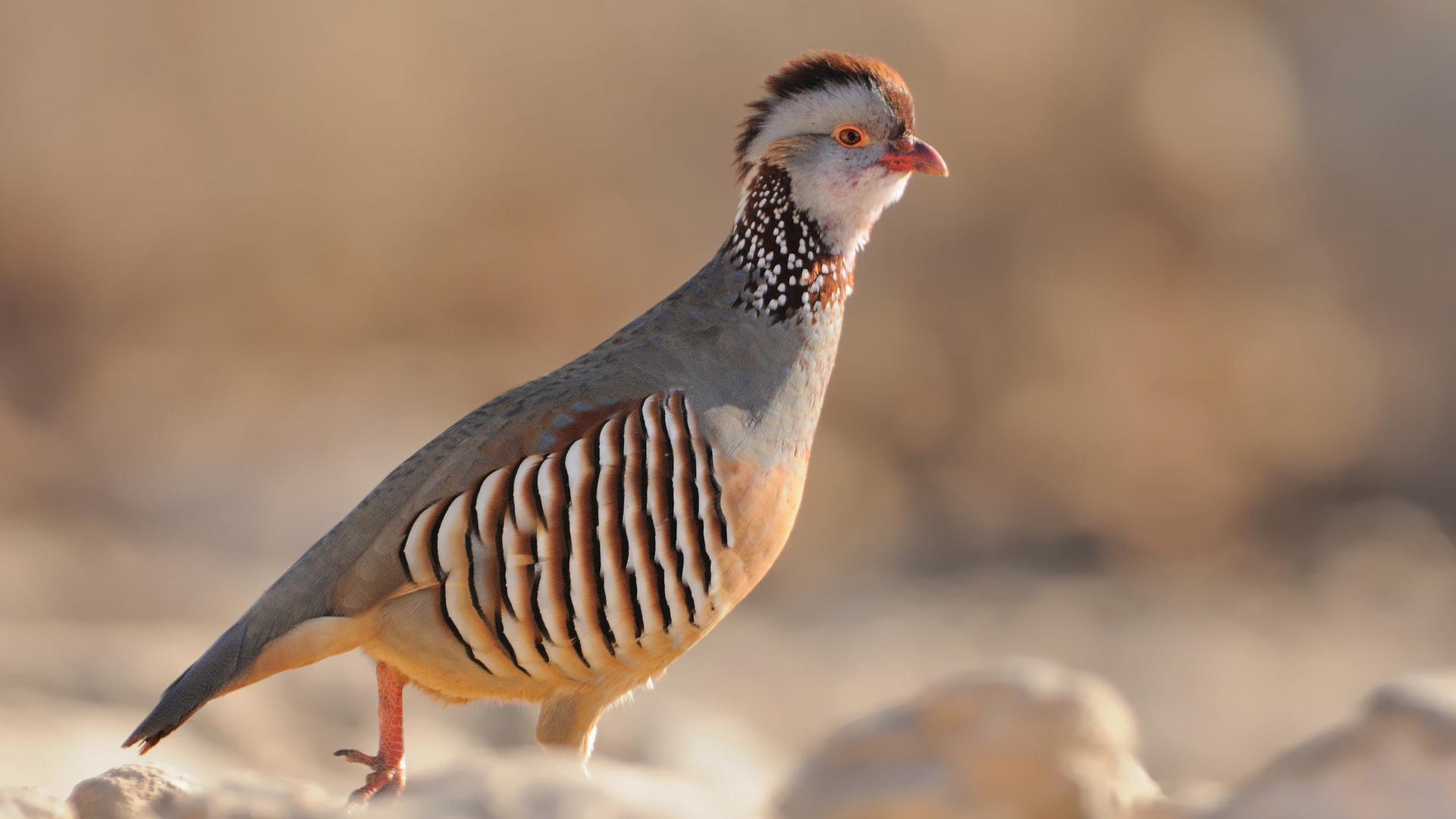 Pernice sarda: habitat, comportamento e riproduzione - Sardiniabella