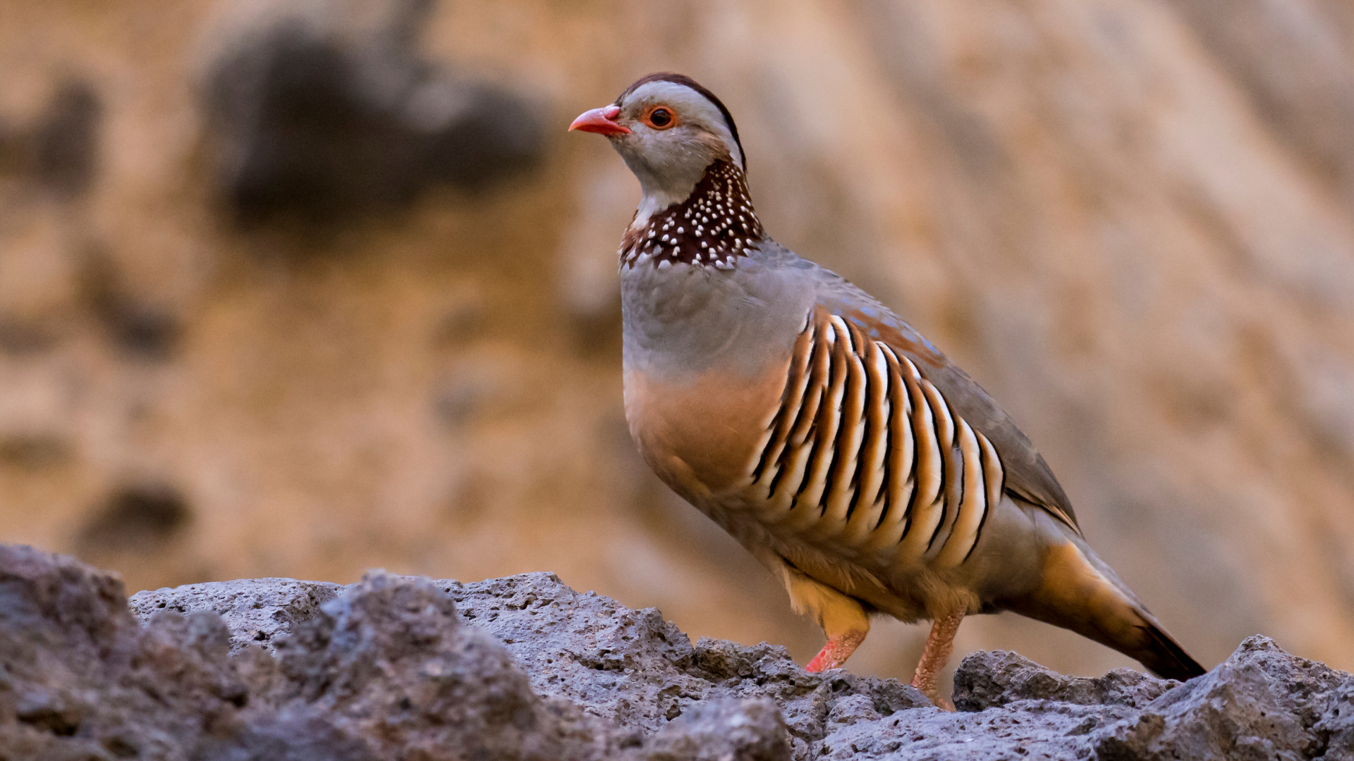 Pernice sarda: habitat, comportamento e riproduzione - Sardiniabella