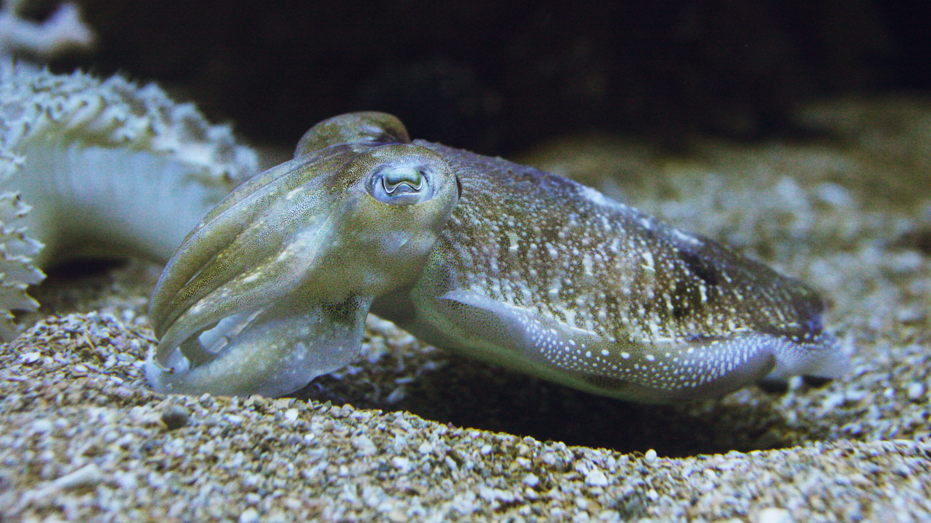 Fauna della Sardegna - Sardiniabella
