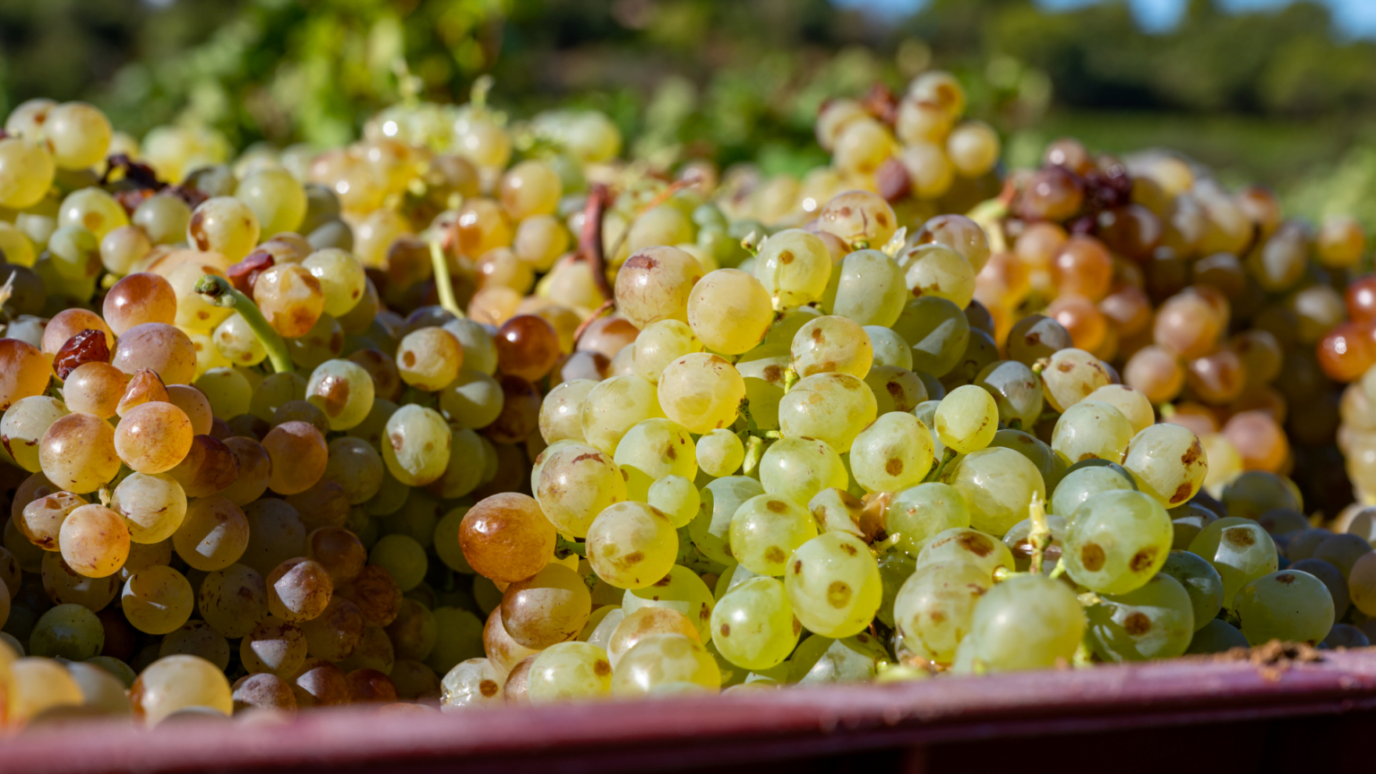 Sardinian Food and Cousine Guide: 27 Must Try + Variations - Sardiniabella