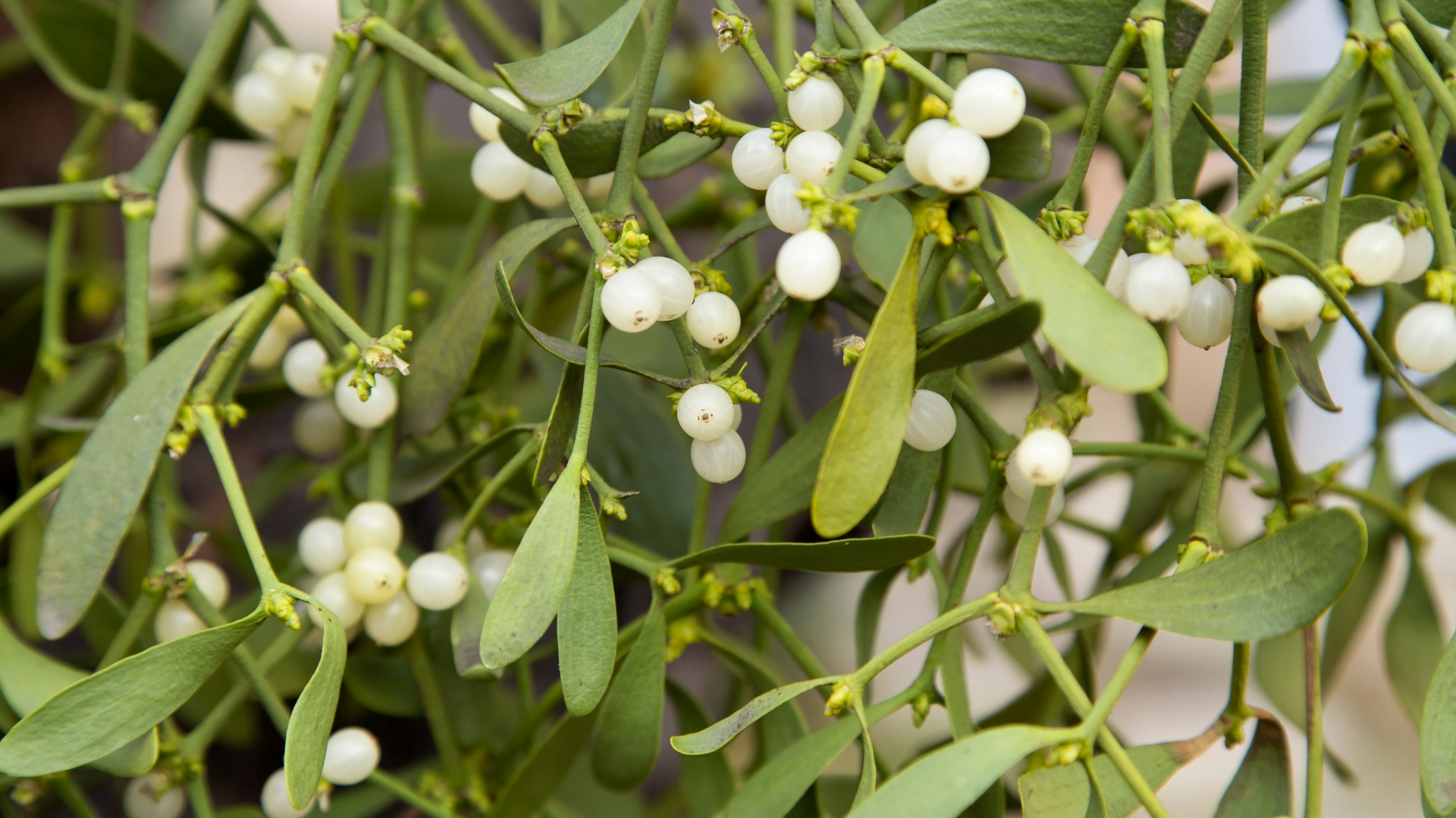 Vischio: descrizione, tossicità e uso medicinale - Sardiniabella