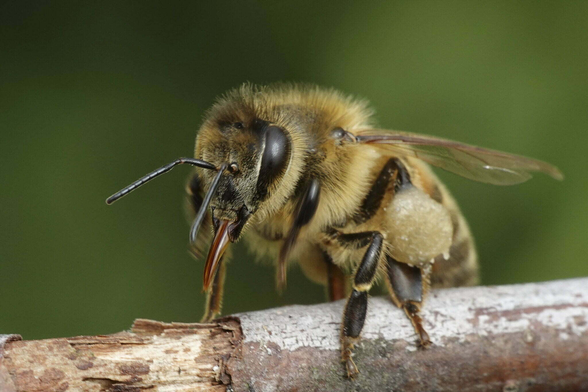 Ape europea: importanza, habitat e riproduzione - Sardiniabella