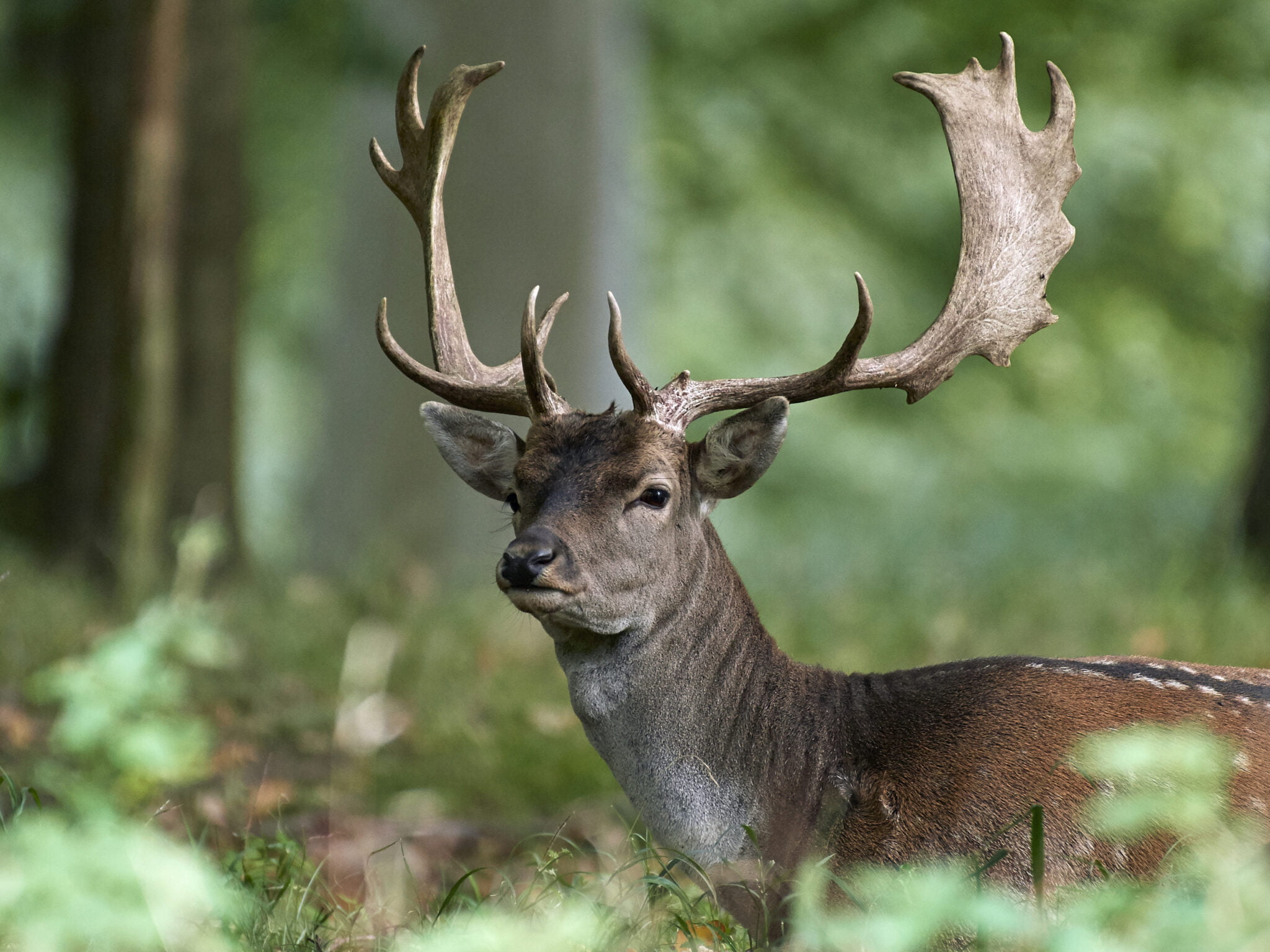 Daino: caratteristiche, habitat e conservazione - Sardiniabella