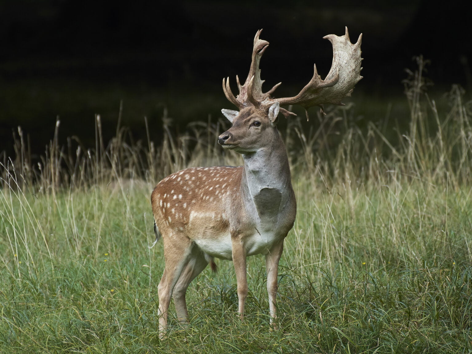 Daino: caratteristiche, habitat e conservazione - Sardiniabella