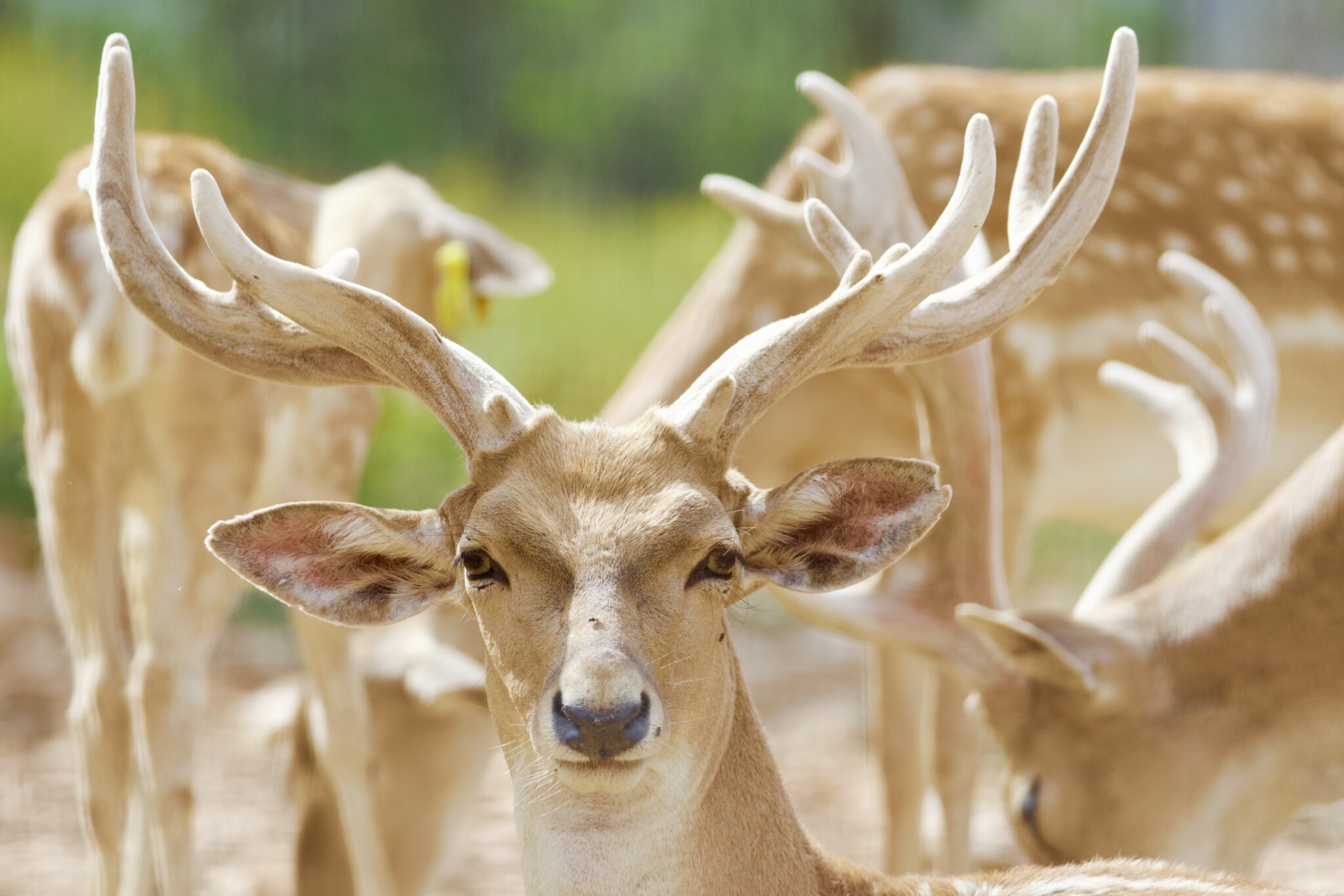 Daino: caratteristiche, habitat e conservazione - Sardiniabella